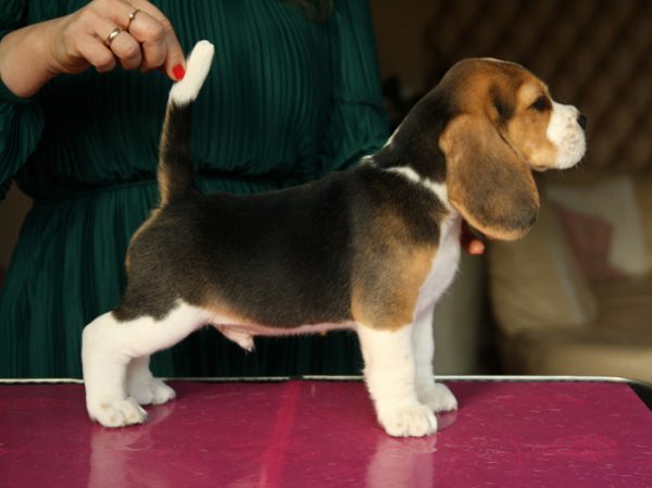 Najlepsza hodowla beagle, reproduktory, psi psycholog zwierzęcy ...