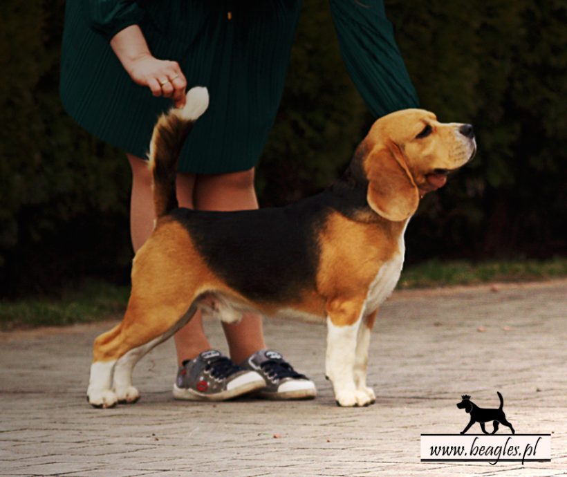 Beagle - informacje o rasie - Beagle Hodowla Królewska Zgraja FCI