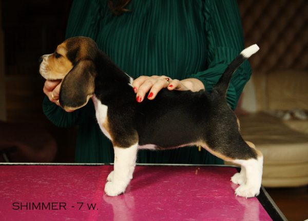 Najlepsza hodowla beagle, reproduktory, psi psycholog zwierzęcy ...