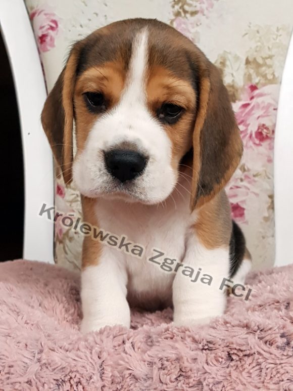 Najlepsza hodowla beagle, reproduktory, psi psycholog zwierzęcy ...