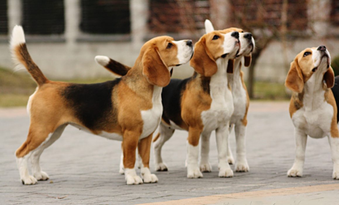 Najlepsza hodowla beagle, reproduktory, psi psycholog zwierzęcy ...
